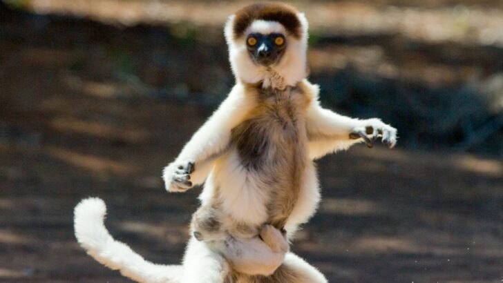 16 Weird Animals That Strut Around On Two Legs