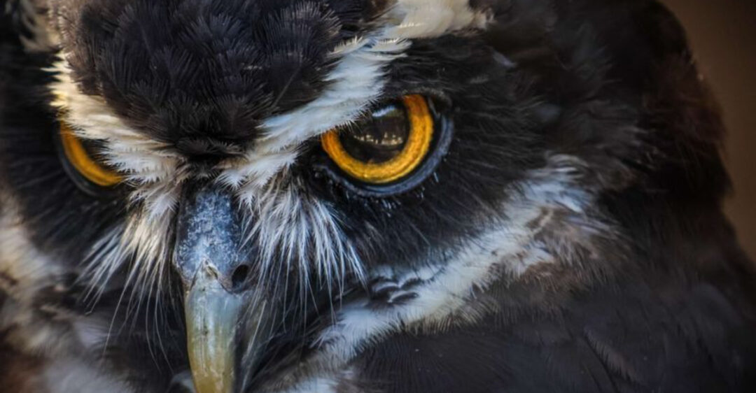 16 Animals With The Most Bizarre Eyes You Won’t Believe Are Real