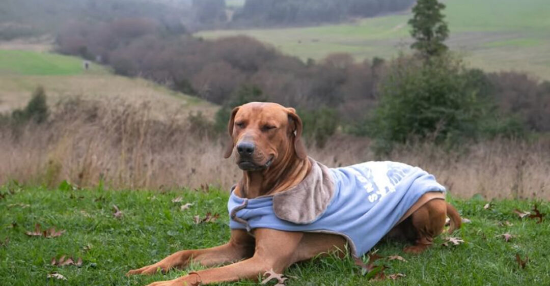 16 Essential Tips For Properly Caring For Large Dog Breeds