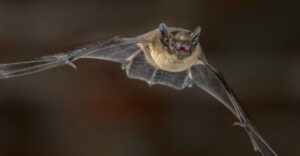 16 Fascinating Facts About Bats You’ve Never Heard Before