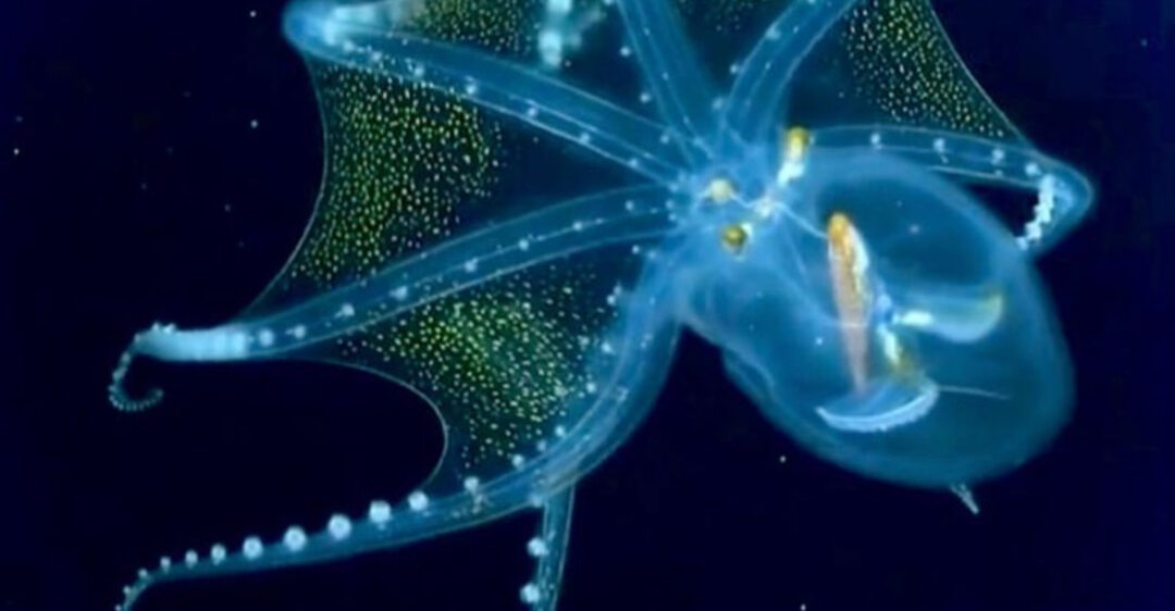 16 Incredible Transparent Animals You Have To See To Believe