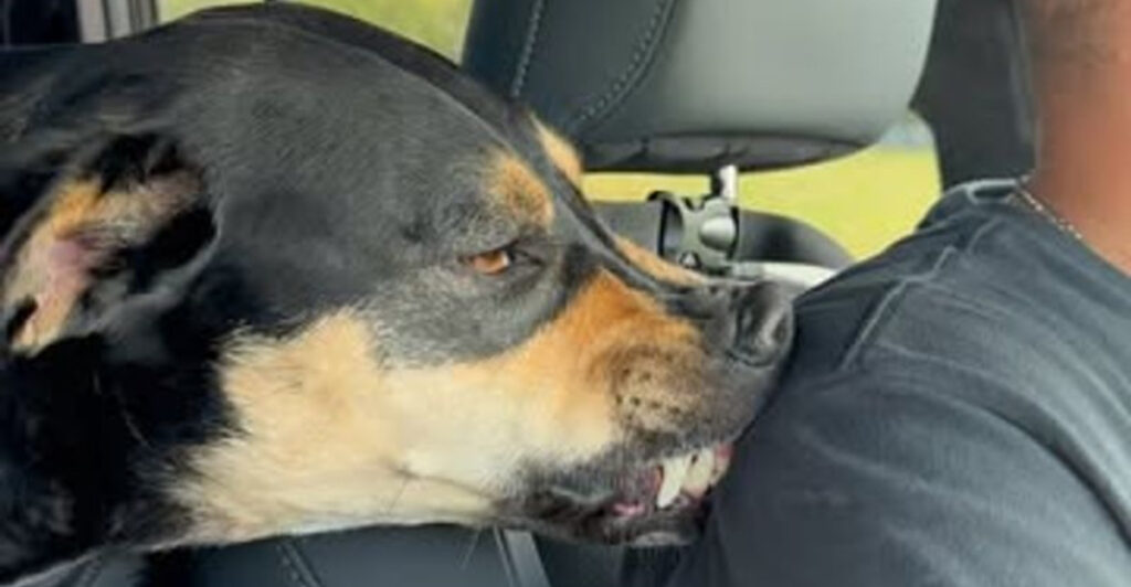 16 Reasons Why Your Dog Might Be Prone To Biting