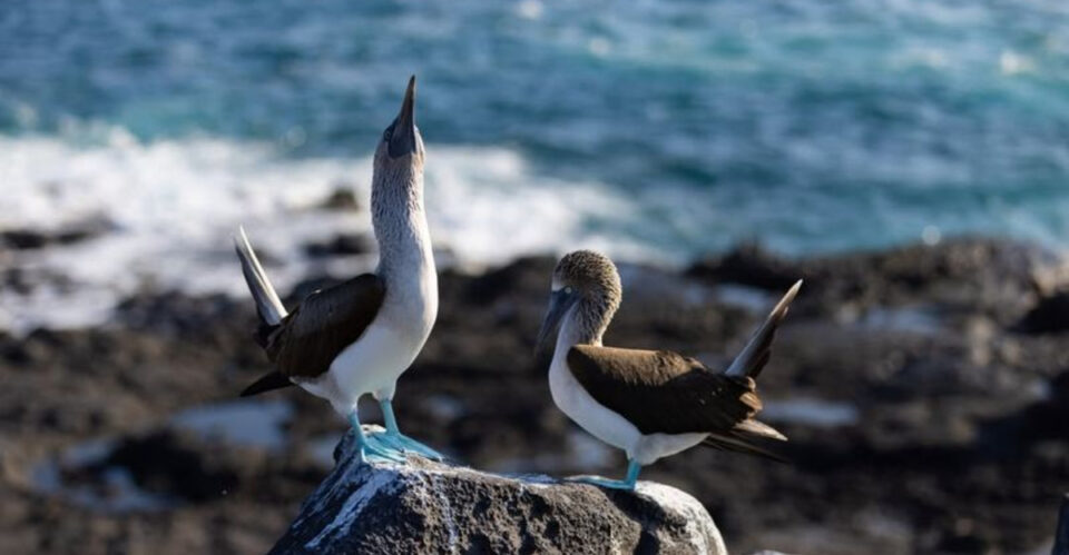 16 Wild Animal Courtship Rituals That Will Leave You Stunned