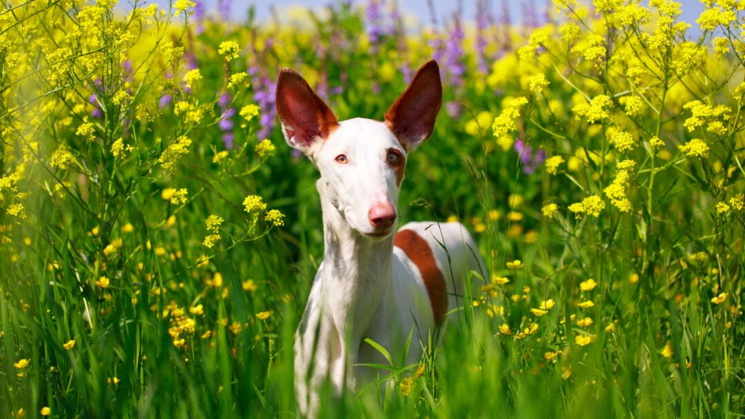 17 Amazingly Rare Dog Breeds You've Probably Never Heard Of (But Should)