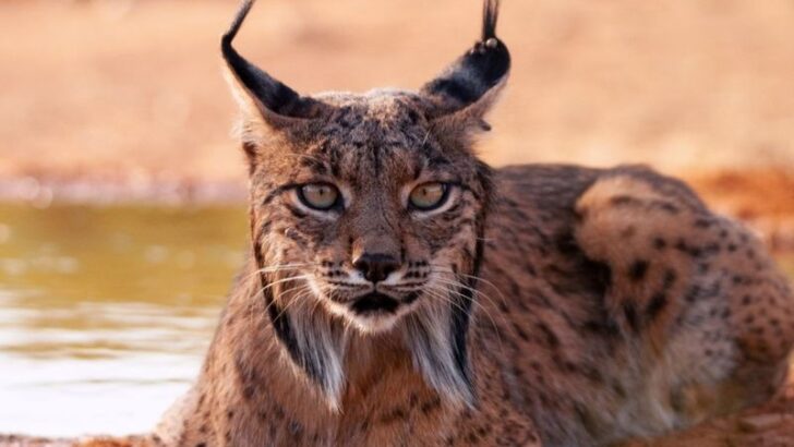 17 Animals Built For Life At Extreme Heights