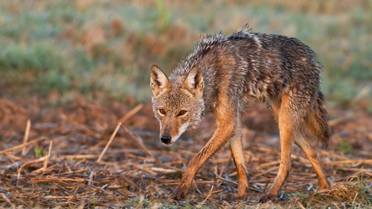 17 Animals That Can Easily Scare Off Coyotes