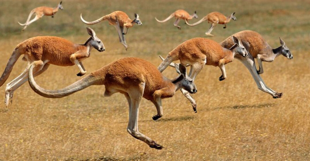 17 Animals That Could Totally Outrun You