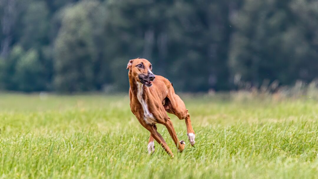 17 Best AKC Hunting Dog Breeds With Impeccable Character