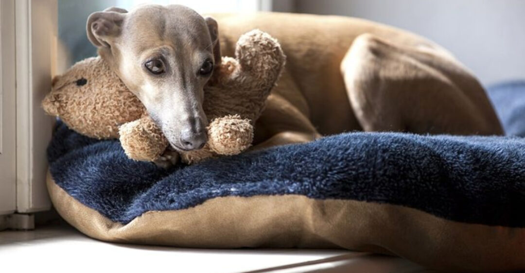 14 Chill Dog Breeds For People Who Love Quiet Company