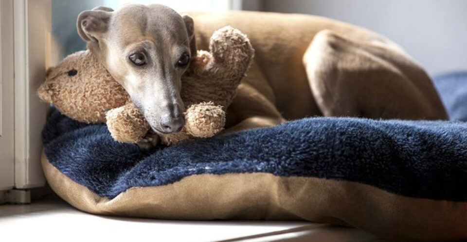 14 Chill Dog Breeds For People Who Love Quiet Company