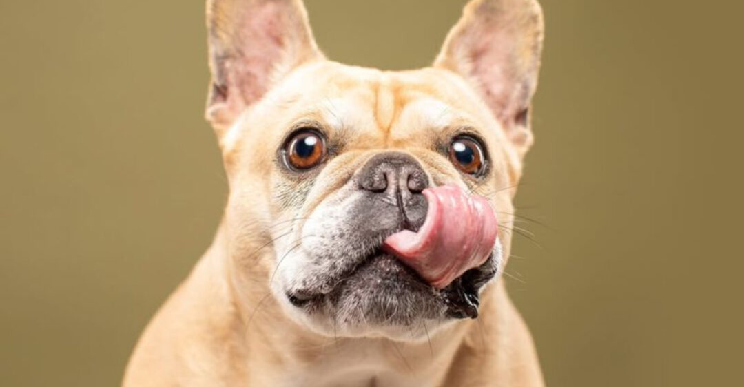 17 Easy-Care Dog Breeds Perfect For Busy Owners