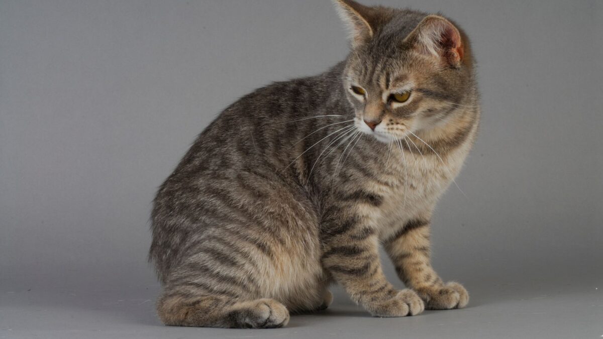 17 Fascinating Facts About Manx Cats You Won't Believe