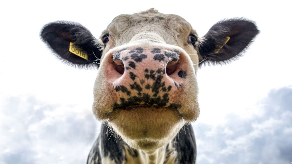 17 Fun Cow Facts You’ve Probably Never Heard Before