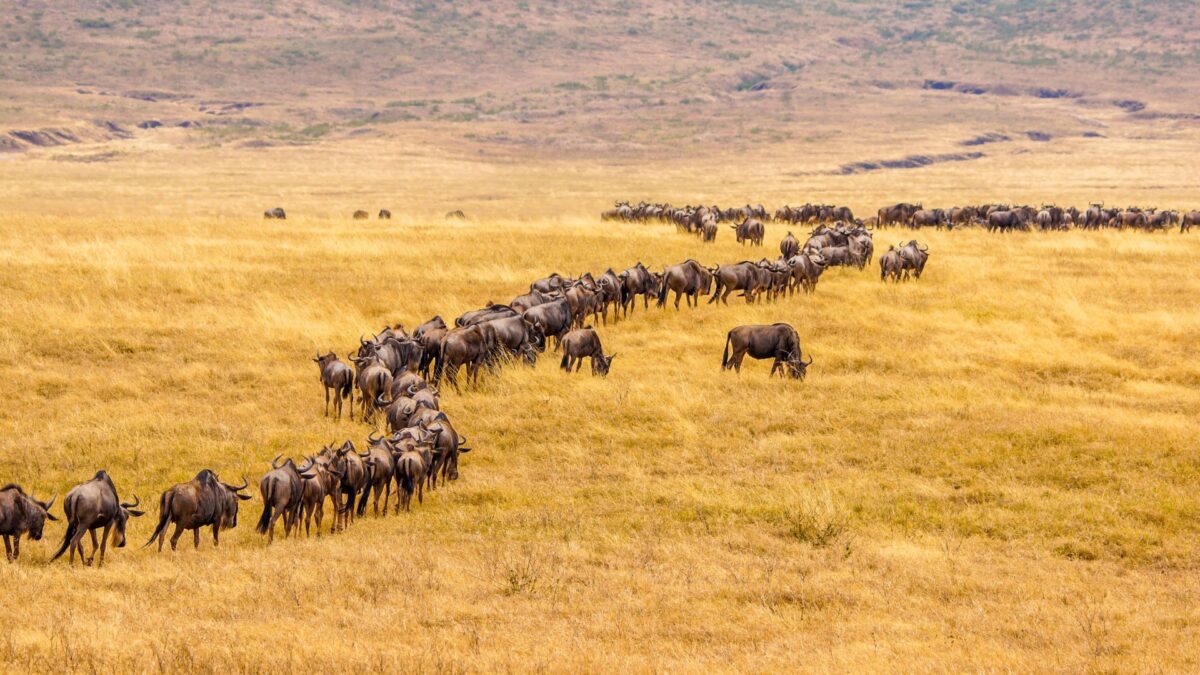 17 Incredible Animals Known For Their Long-Distance Migrations