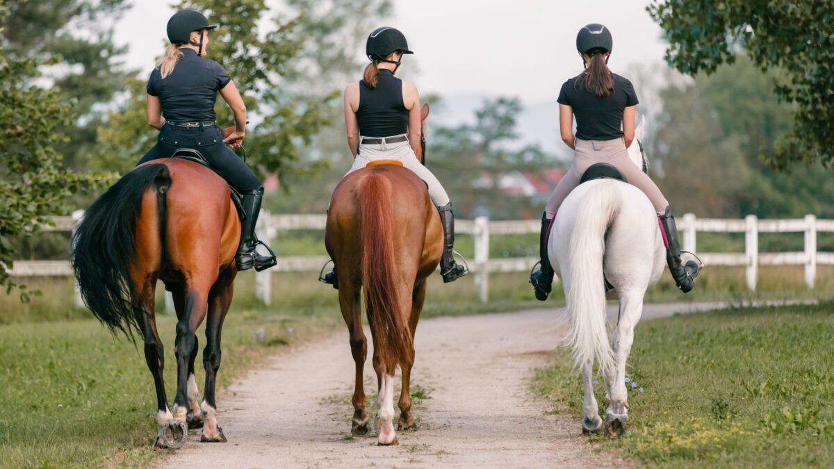 17 Most Desired Horse Breeds For Riders Who Love The Thrill Of The Saddle