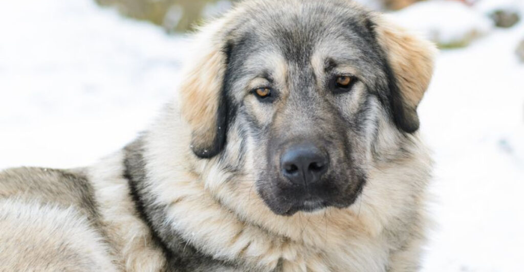 17 Most Intimidating Guard Dogs That Will Keep Your Home Safe