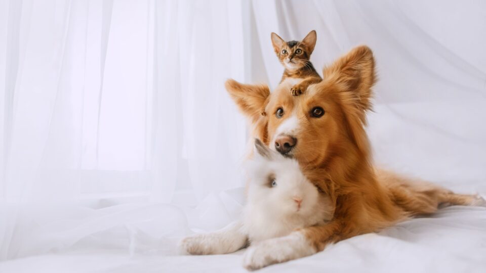 17 Most Popular Pets In The United States