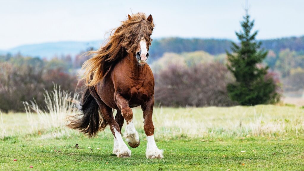 17 Most Unpredictable Horse Breeds That Require Extreme Caution