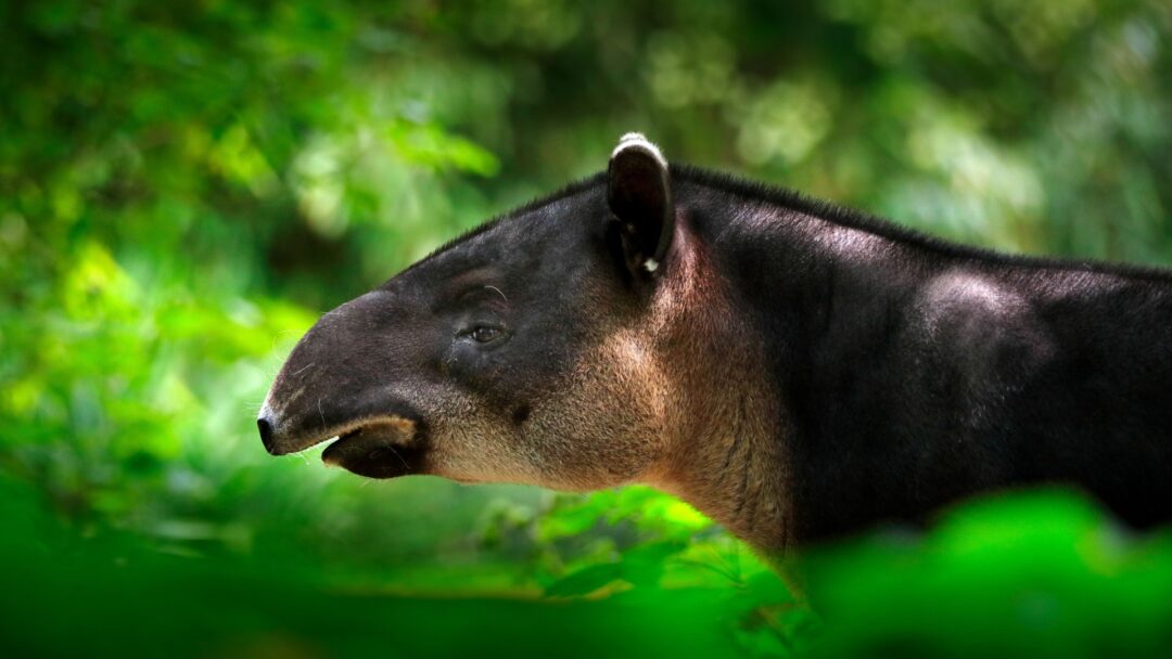 17 Of The World’s Most Fascinating Dull Animals