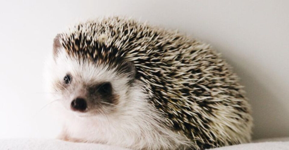 17 Reasons Hedgehogs Make The Perfect Pets