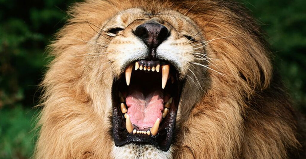 17 Wild Animals That Could Crush Bones With A Single Bite