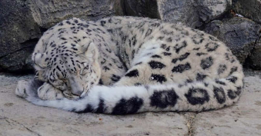 17 Adorable Animals With Fluffy, Bushy Tails That Will Melt Your Heart