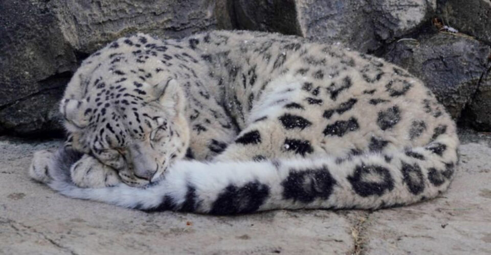 17 Adorable Animals With Fluffy, Bushy Tails That Will Melt Your Heart