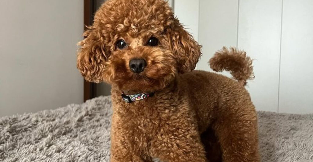 17 Dog Breeds That Look Like Real-Life Teddy Bears