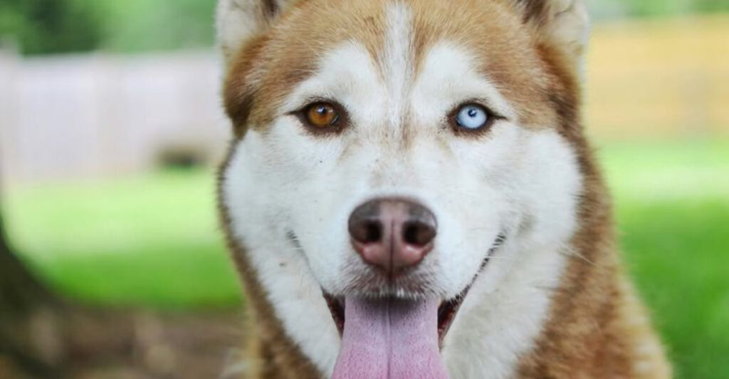 17 Mind-Blowing Facts About How Dogs See The World