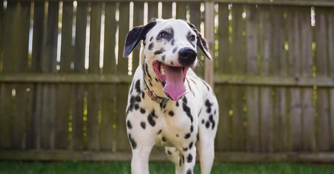 17 Reasons Why Dalmatian Dogs Are Truly Special
