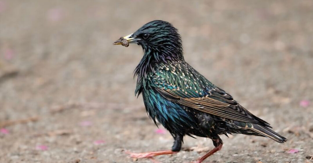 18 Amazing Birds That Can Imitate Sounds Like True Mimic Masters