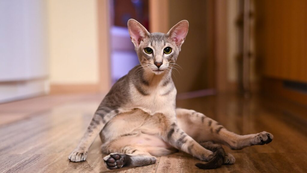 18 Cat Breeds With Weirdly Small Heads