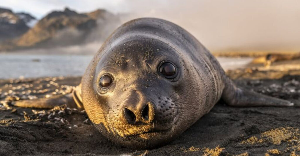 18 Fascinating Animals With Invisible Ears