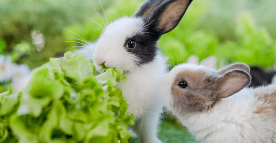 18 Tasty Foods Rabbits Can Enjoy