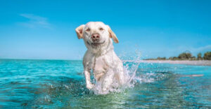 18 Fun Facts About The Incredibly Popular Labrador Retriever