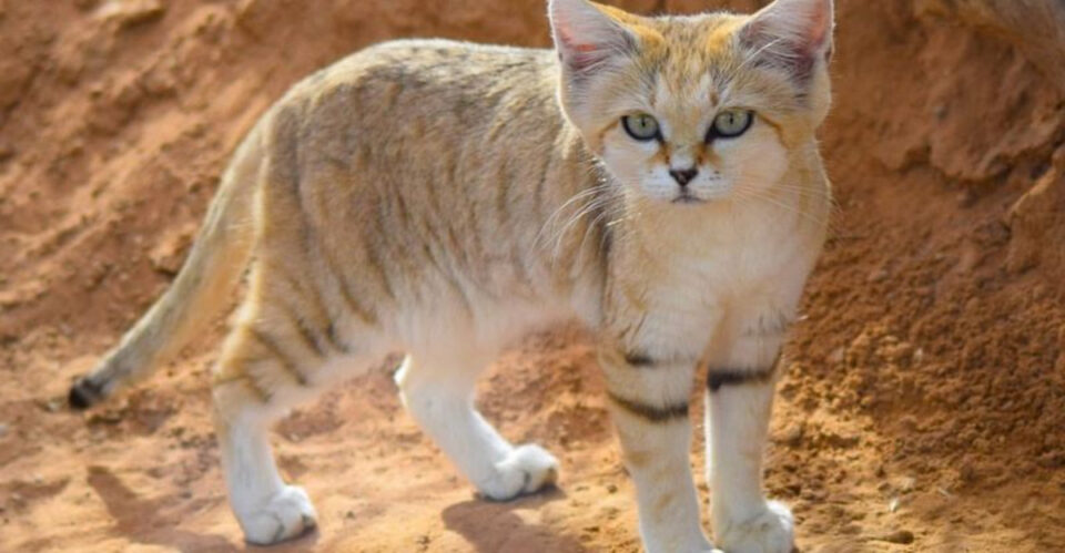 17 Rarest Wildcat Species You’ve Never Heard Of