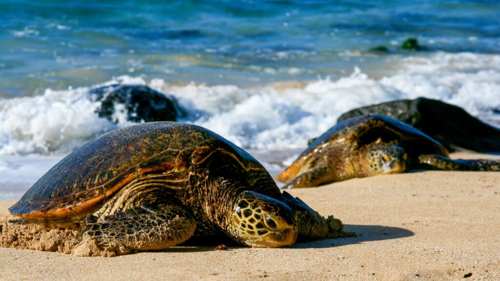 19 Animals That Rarely Or Never Sleep