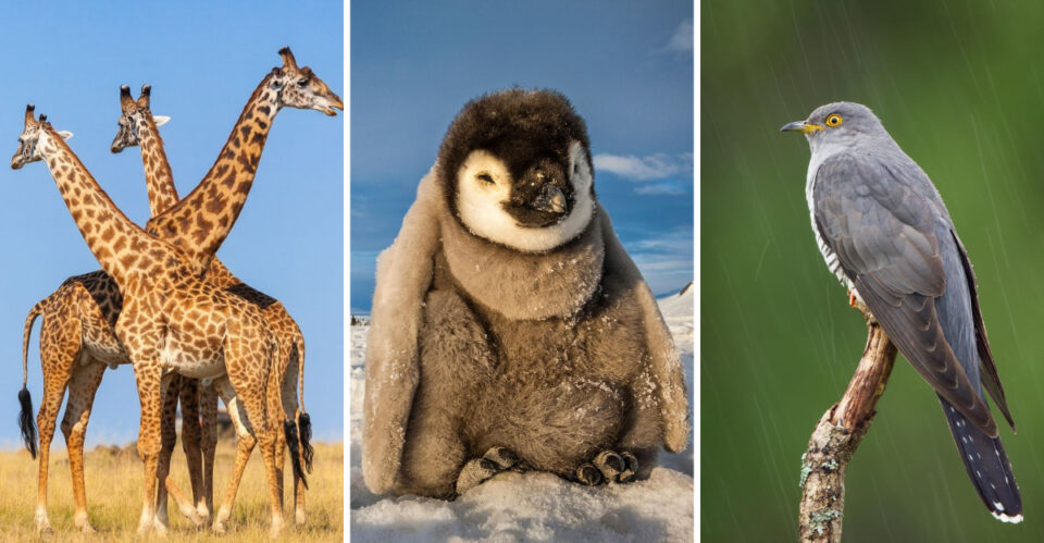 19 Animals With Unique Ways Of Giving Birth In The Animal Kingdom