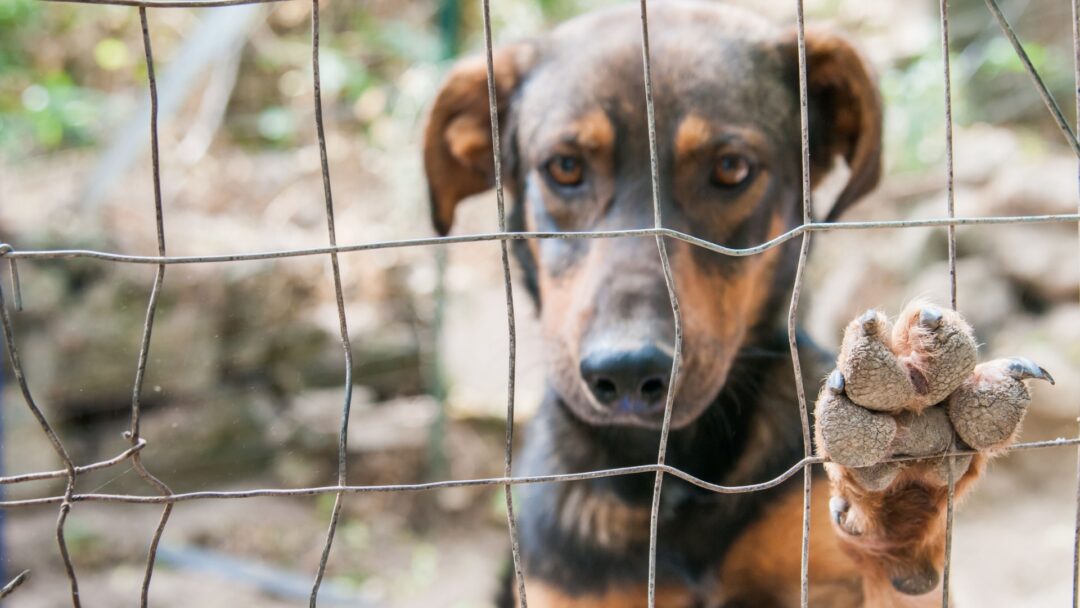 19 Best Ways To Help Animals In Need