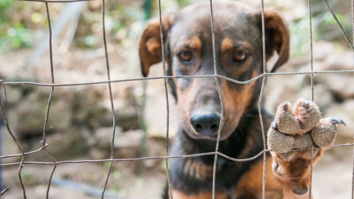 19 Best Ways To Help Animals In Need