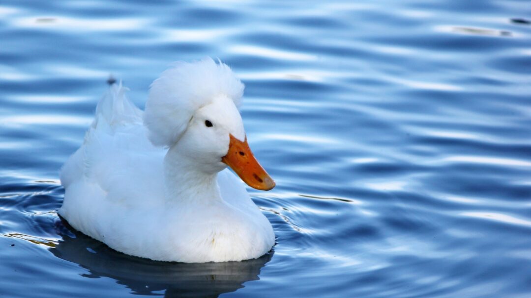 19 Cute Duck Breeds You Need To See To Believe