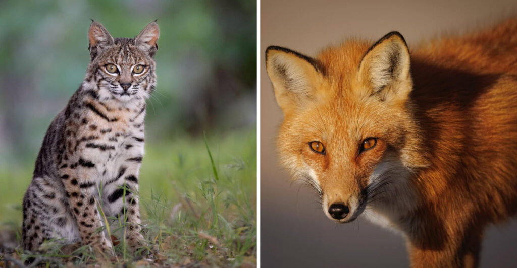 19 Fascinating Animals You’ll Find In The Midwest - Animalko