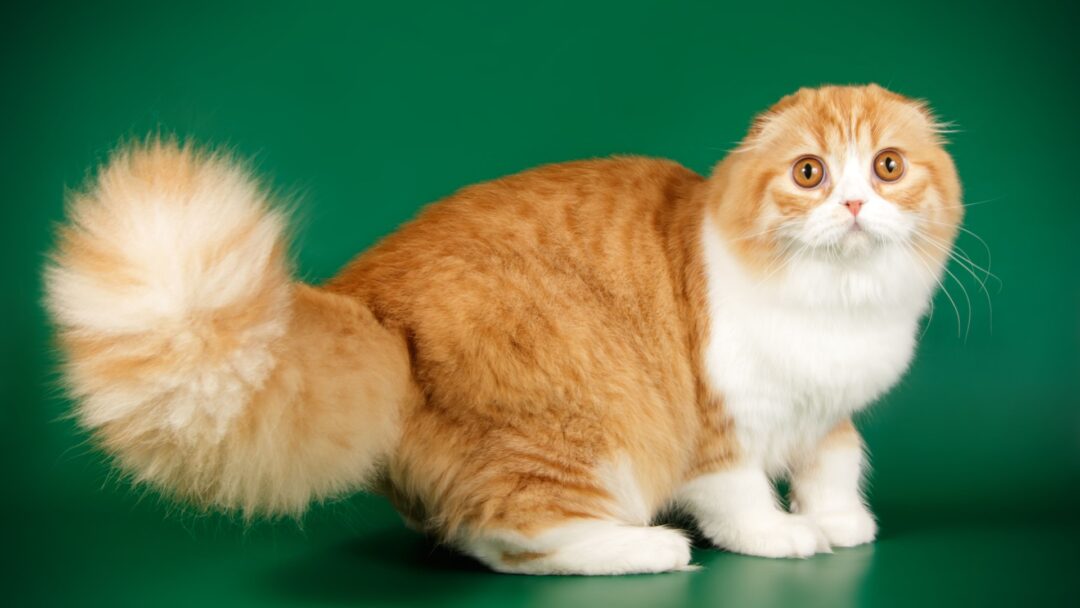 19 Gorgeous Cat Breeds With The Fluffiest, Most Luxurious Tails