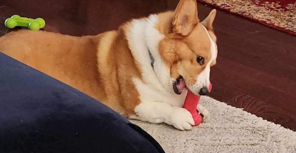 19 Dog Breeds That Will Have You Laughing And Applauding Their Tricks