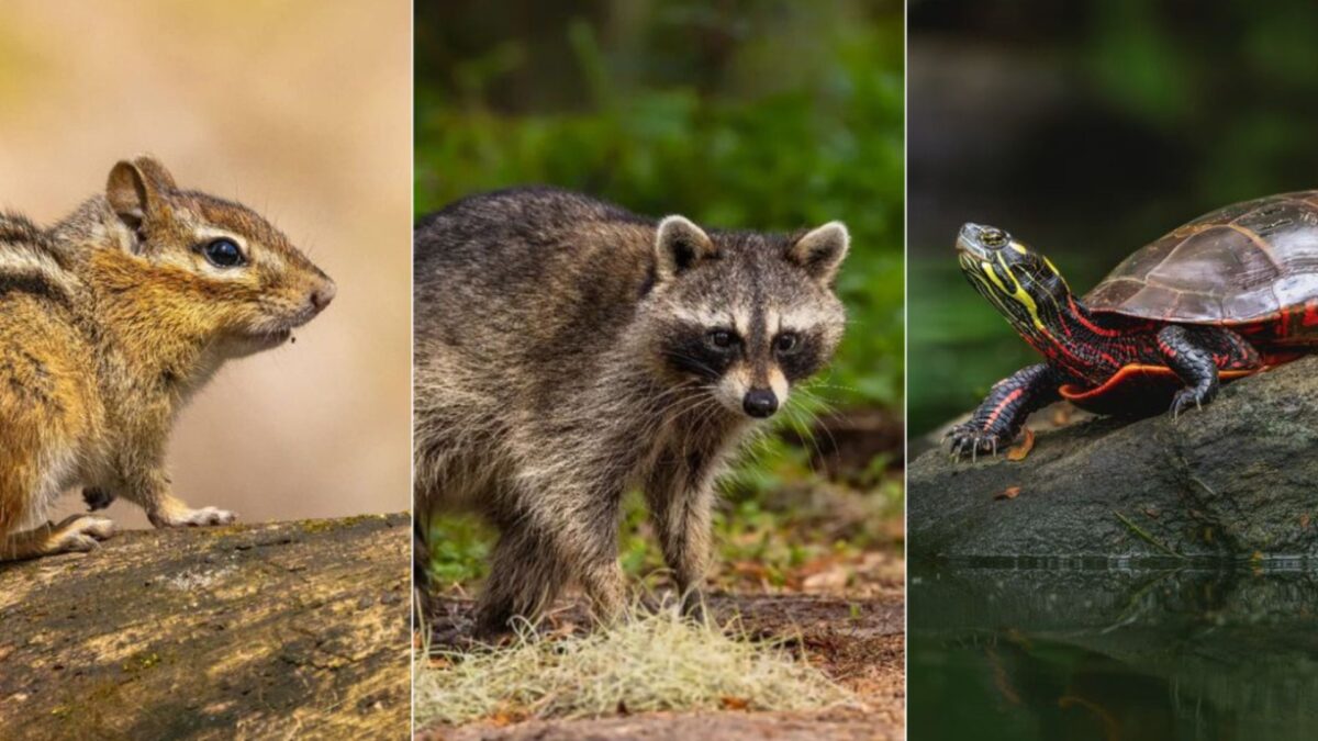 10 Amazing Animals That Look Like Raccoons
