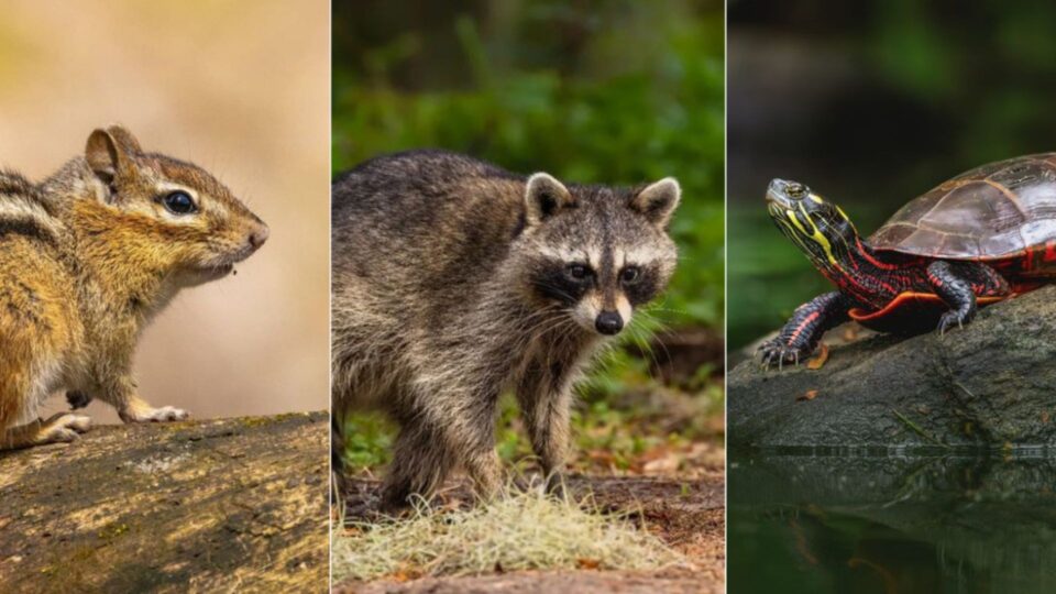 10 Amazing Animals That Look Like Raccoons