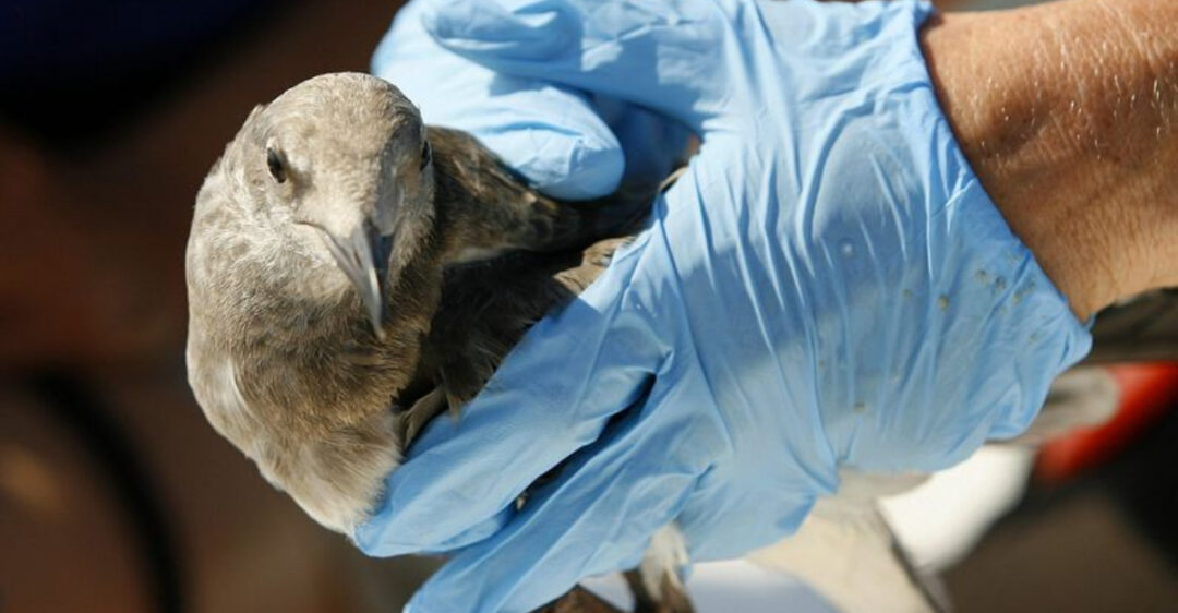 20 Animals You Didn’t Know Could Make You Seriously Sick