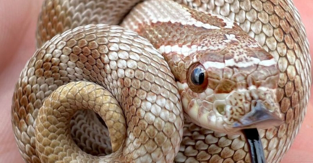 20 Common Snakes You Might Spot In Your Backyard