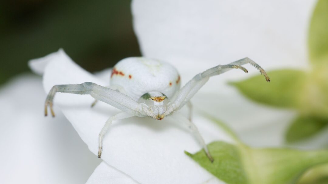 20 Incredible Animals That Have Color-Changing Superpowers