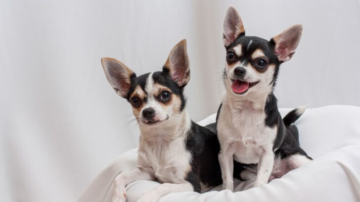 All About Chihuahuas Facts _ Chihuahua 101: The Ultimate Owner’s Guide ...
